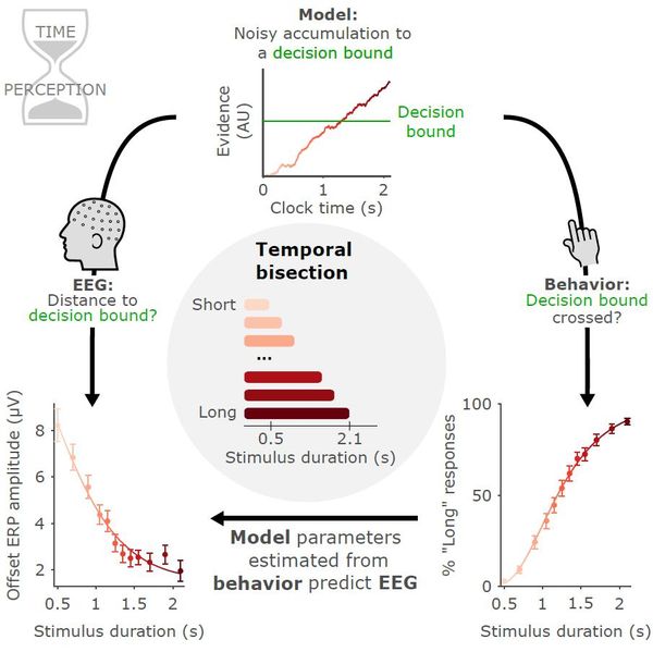 Cognitive models of interval timing | Psychology Department